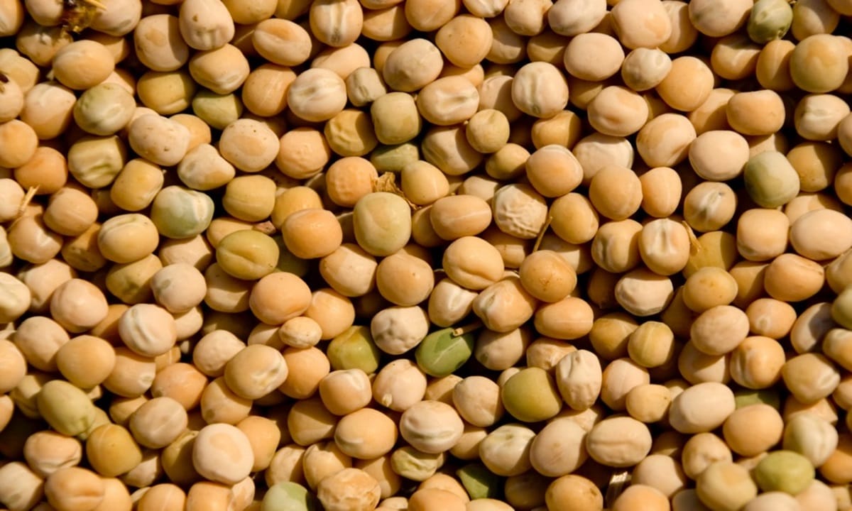 Yellow Peas Import Made Mandatory by Govt to Register Under Import ...