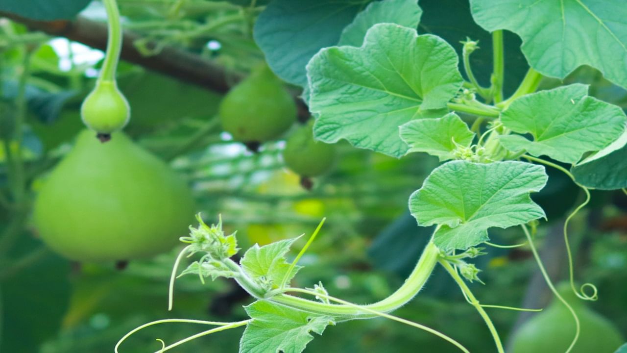 Rare Discovery Unveiled: The Enigmatic Gourd Tree Yielding Medicinal Riches