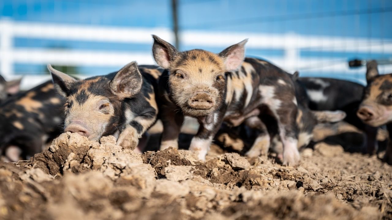 Genetic Study Reveals Similarities Between Humans and Pigs