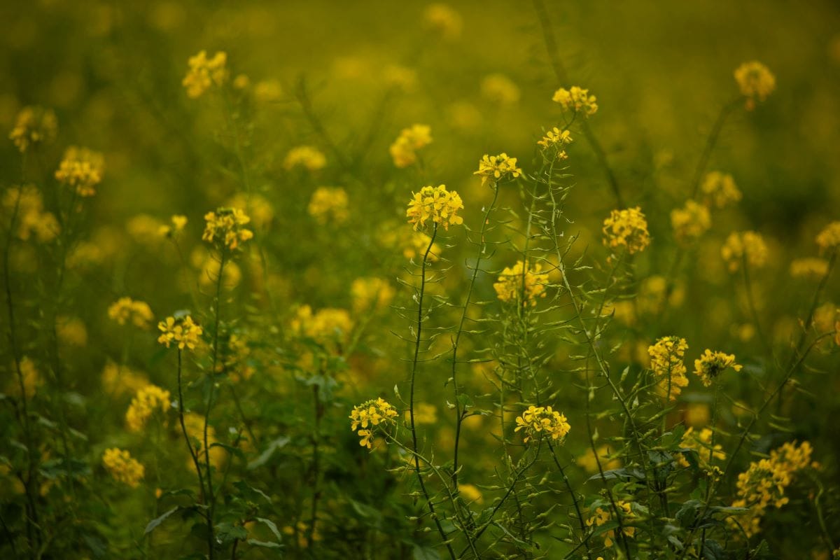 Mustard Crop Acreage Sees 5% Increase in Rabi Season 2023-24