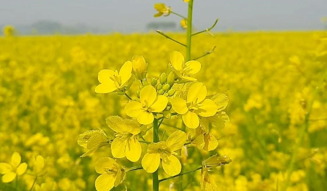 Govt Initiates Direct Purchase of Mustard at MSP to Stabilize Market ...