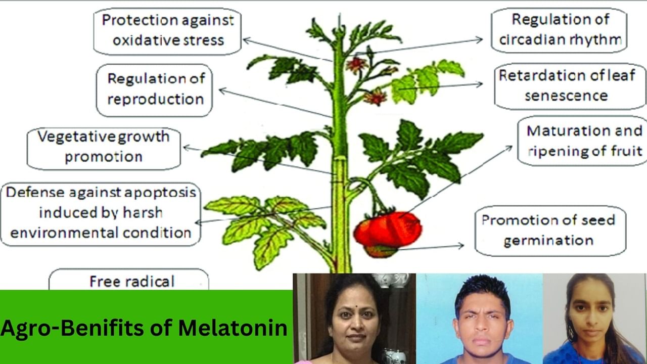 Unlocking Melatonin's Agro-Benefits: From Sleep Aid to Sustainable ...