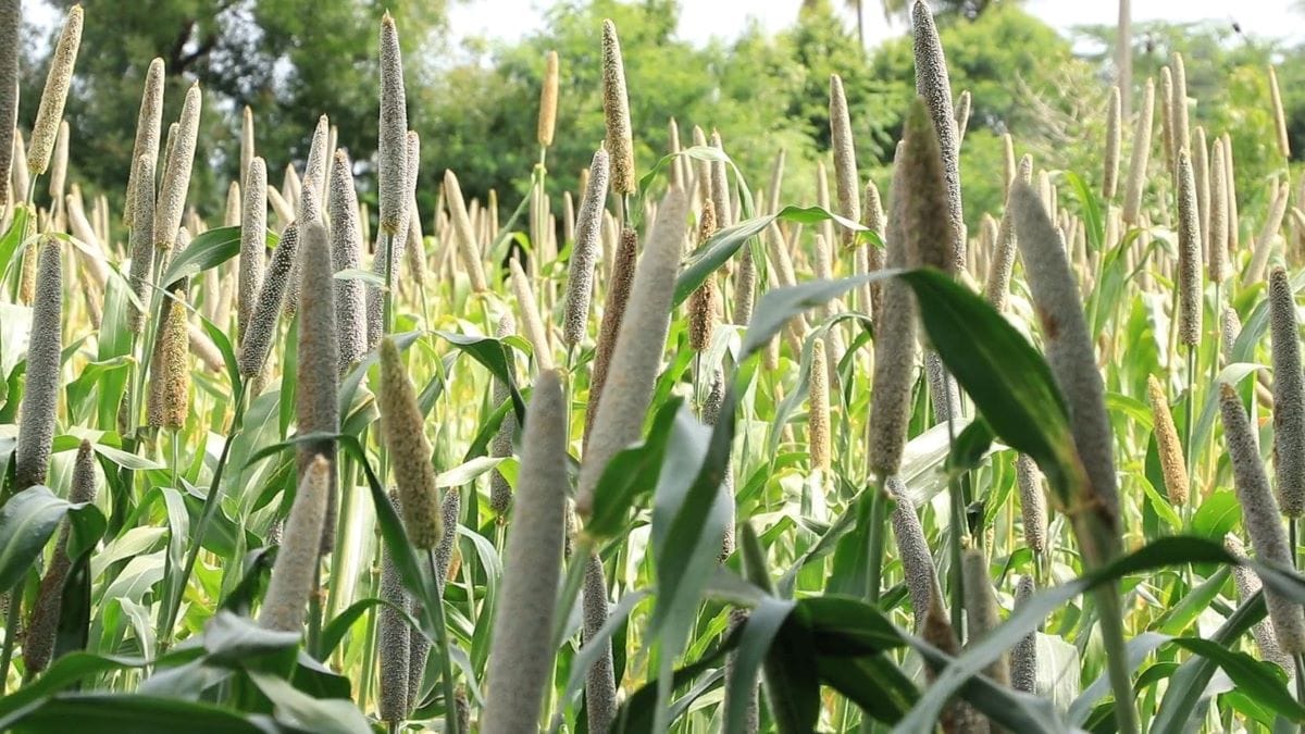 Rising Millet Prices Exceed MSP Due to Increased Demand from Food Companies