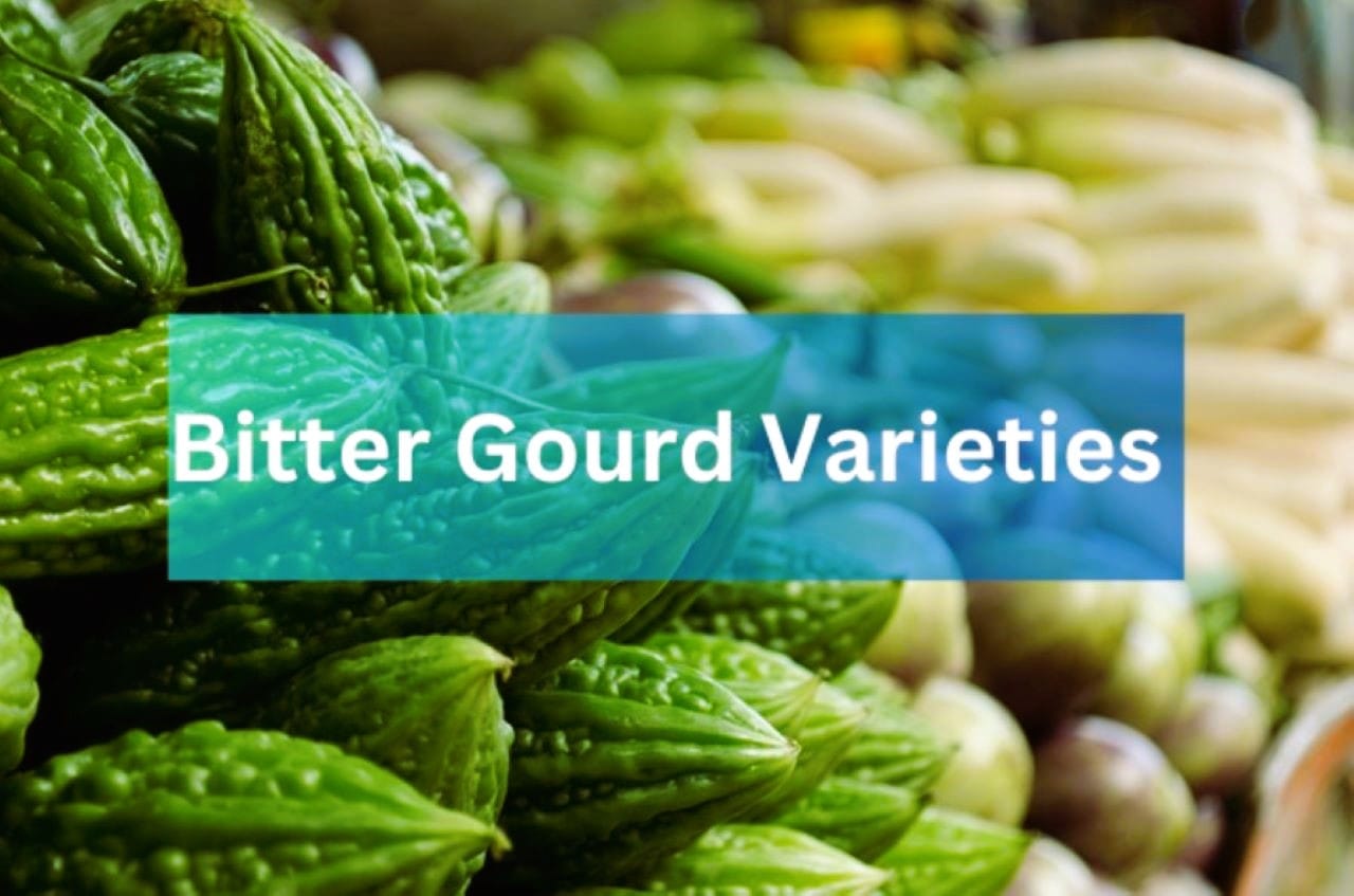 Bitter Gourd Varieties: A Guide to Varietal Characteristics and Cultivation