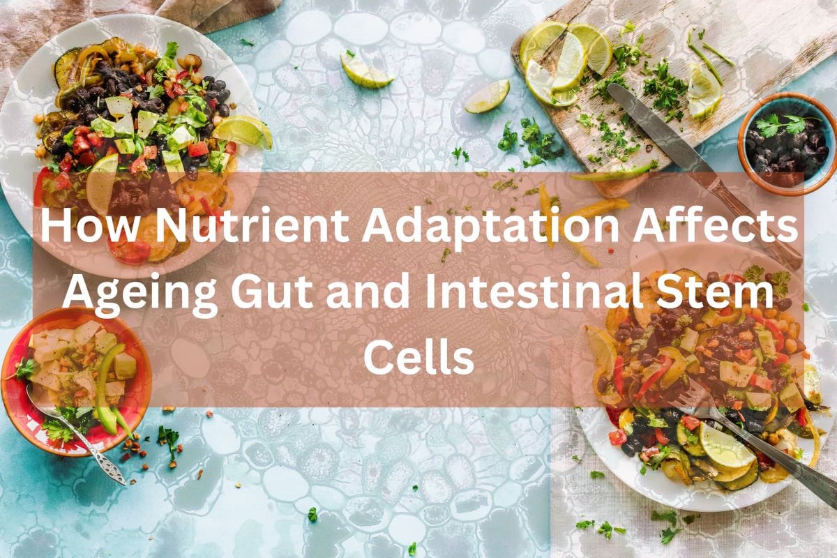 How Nutrient Adaptation Affects Ageing Gut and Intestinal Stem Cells ...