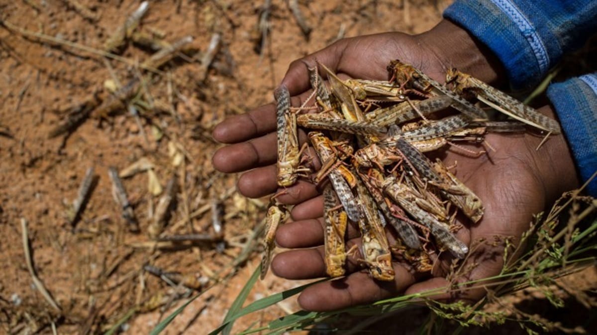 Climate Change Reflects Increase in Locust Outbreaks; Threatens Global ...