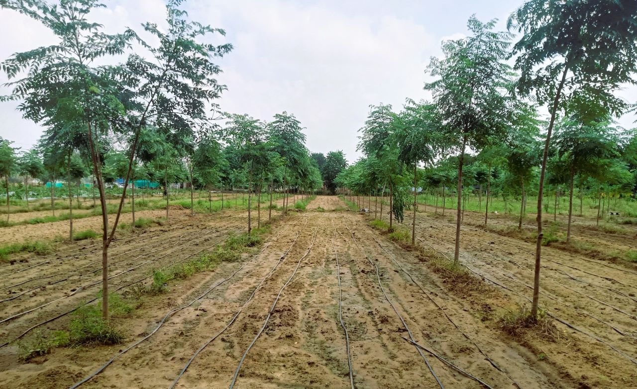 Sow, Grow, Harvest: How Malabar Neem Farming is Increasing Rural Income ...