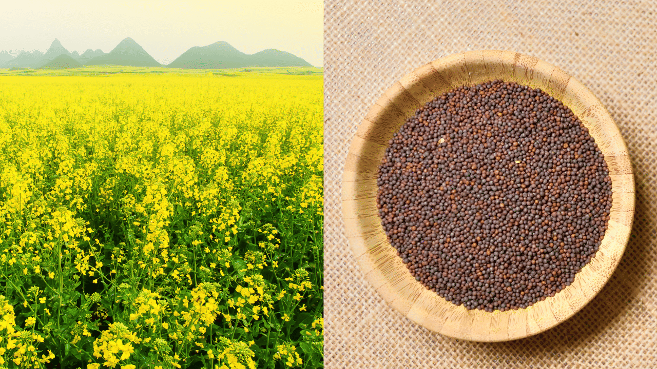 Mandi Updates: Mustard Prices Rise in Indian Wholesale Markets