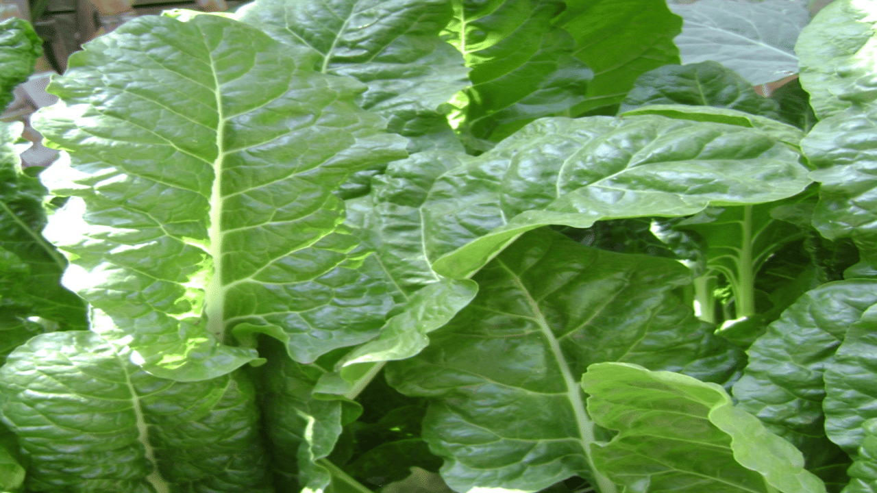 Crack The Code of Spinach Farming: A Comprehensive Cultivation Guide