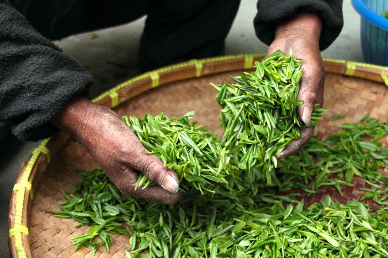 Tea Sector's Financial Assistance Soars by 82% Under Tea Development ...