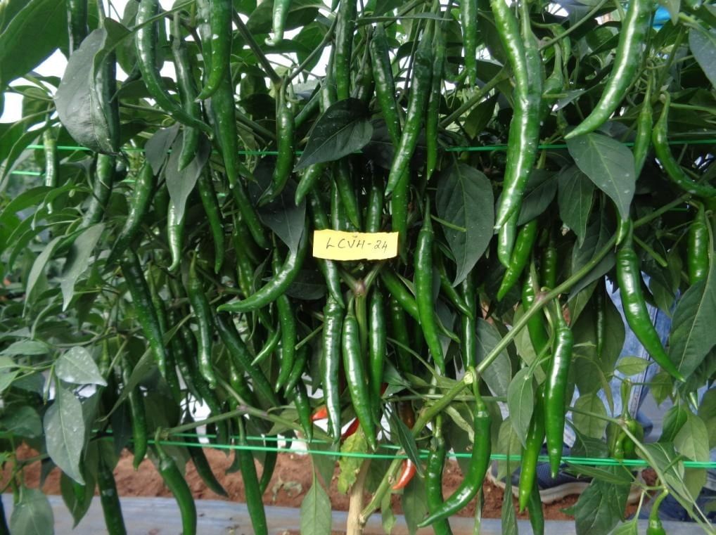 Role of Resistant Chilli Varieties in Mitigating Phytophthora Root Rot ...