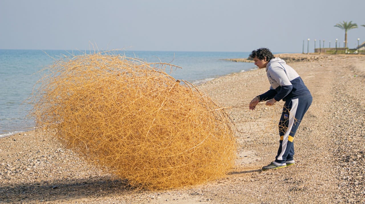Tumbleweed Menace: All About the Invasion Species Taking Over US