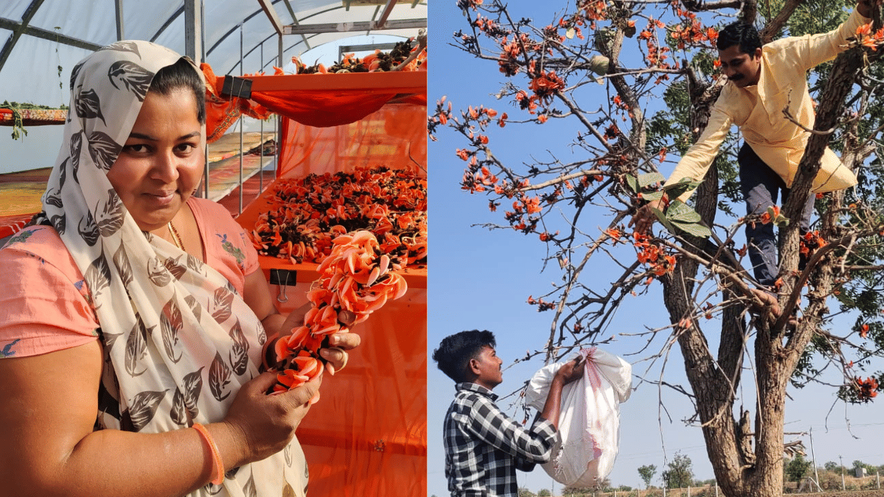Why You Should Switch to Celebrating Holi 2024 with Tesu Flowers