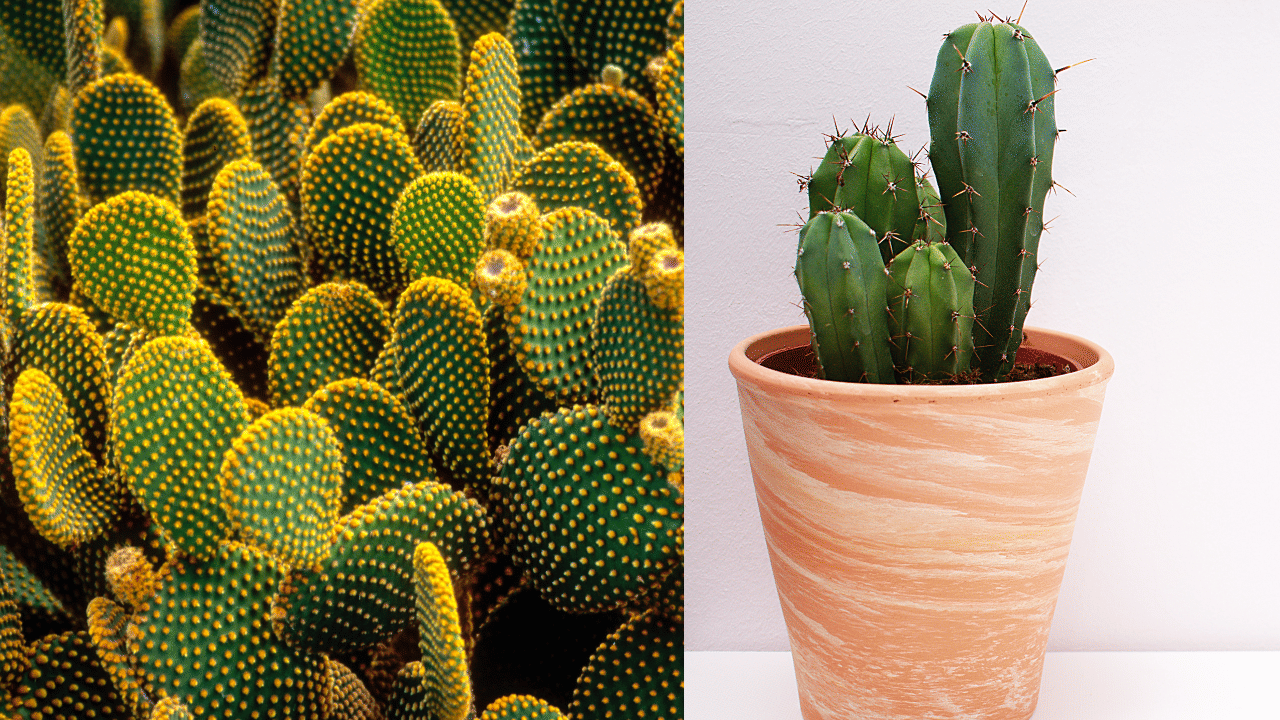 Can You Eat Cactus? Here Are 6 Health Benefits of the Cactus Plant