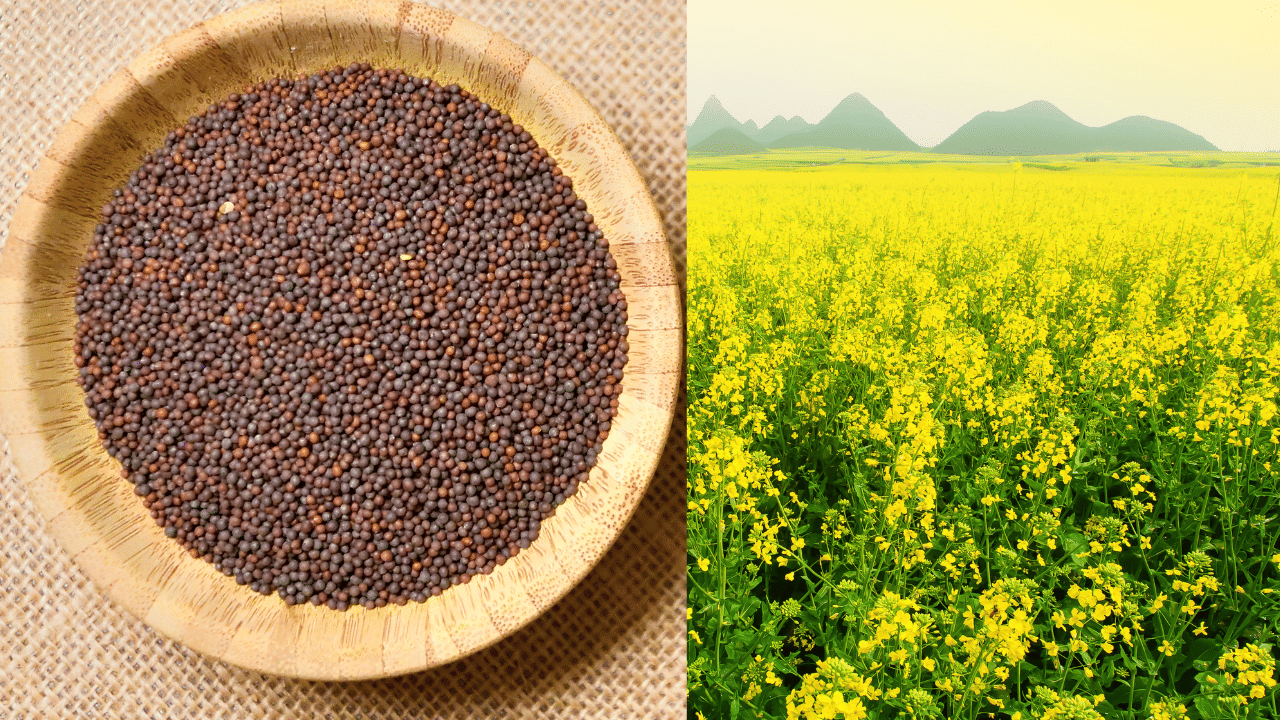 Mandi Updates: Wholesale Prices of Mustard Fall across Key Mandis