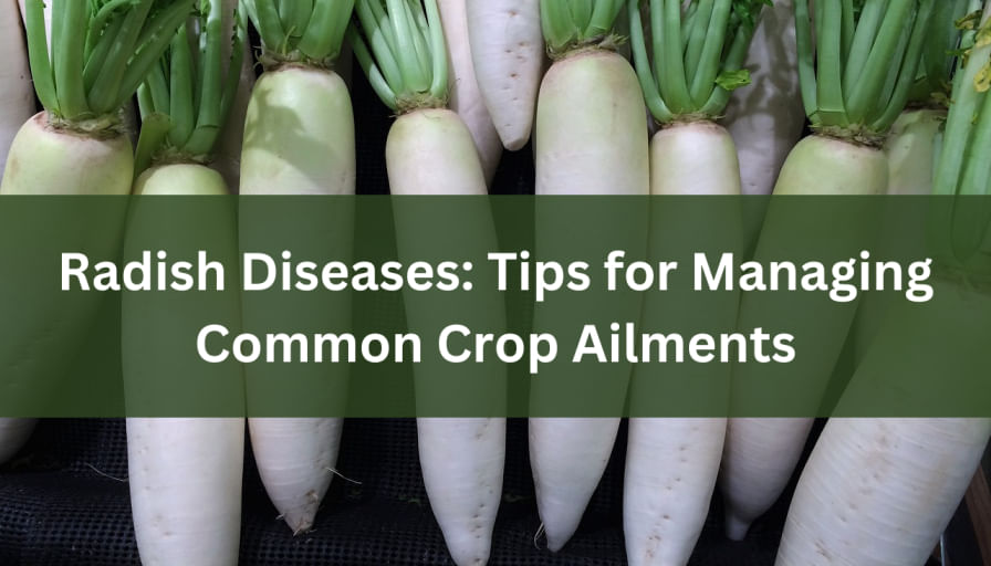 Radish Diseases: Understanding Common Crop Ailments and Effective ...