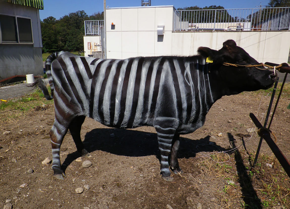 Why Japanese farmers are painting their cows with zebra-like stripes