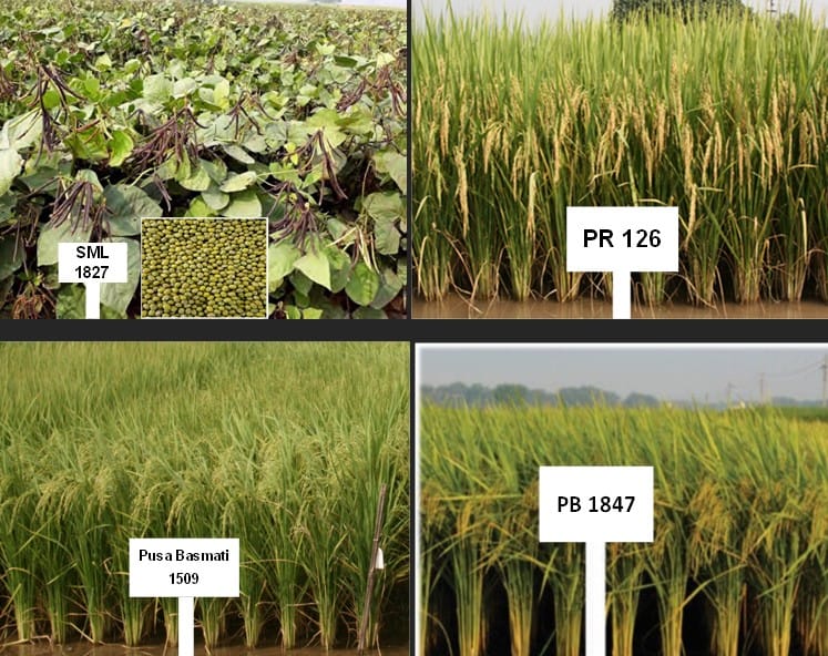 PAU Urges Farmers to Adopt Multiple Cropping System with Pulses for ...