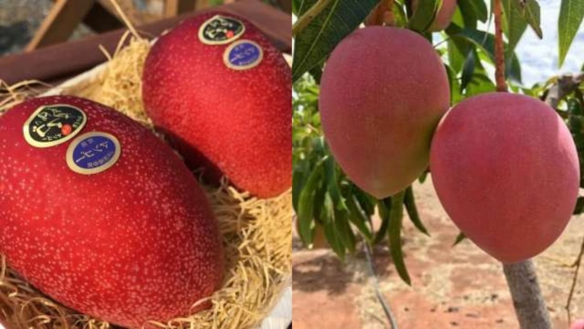Are Miyazaki Mangoes Worth the Price? Find Out Why They're So Expensive!