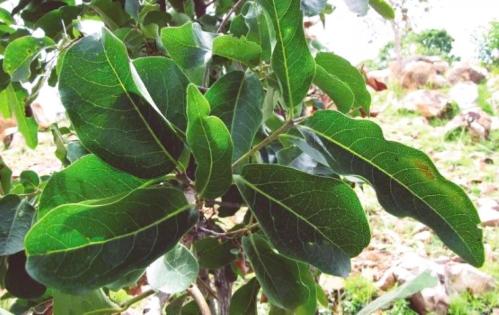 Tendu Tree: A Comprehensive Overview of Cultivation, Propagation, and Uses