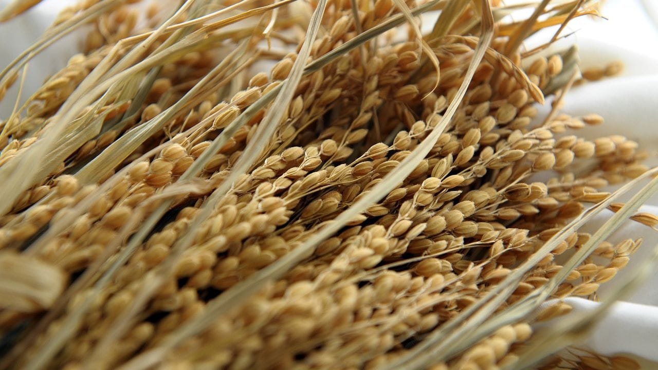Mandi Updates: Paddy Wholesale Prices Rise across Benchmark Markets