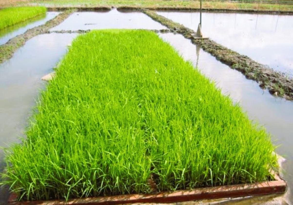 Important Tips for Maintaining a Healthy Paddy Nursery: Expert Insights