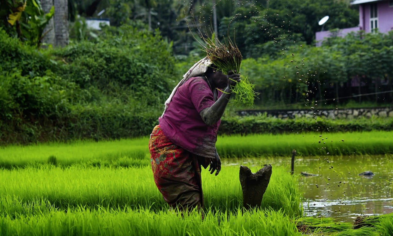Revolutionizing Agriculture: How Odisha's Double Cropping Strategy is ...