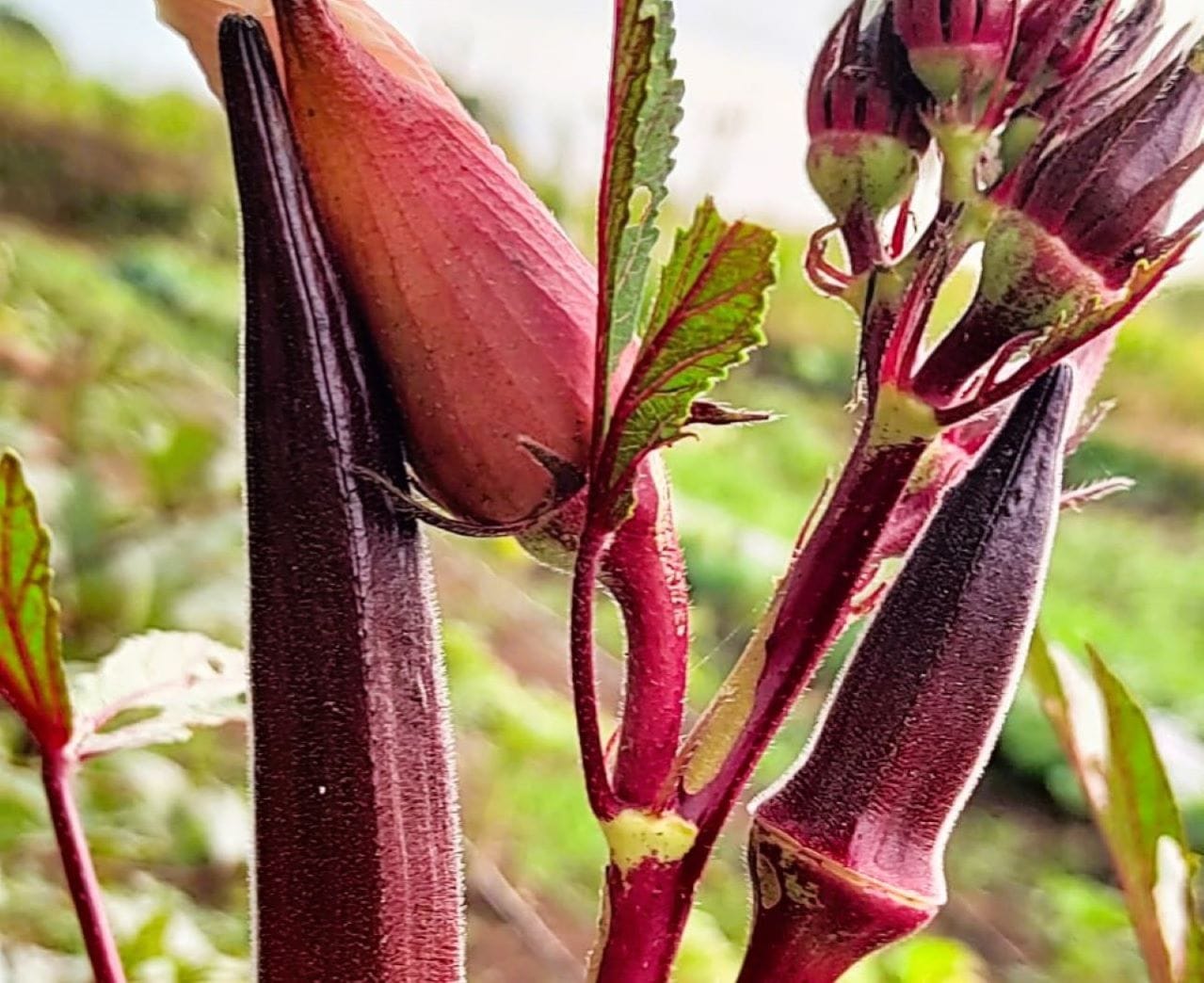 Pusa Lal Bhindi-1: A Breakthrough Variety of Disease-Resistant Red Okra ...
