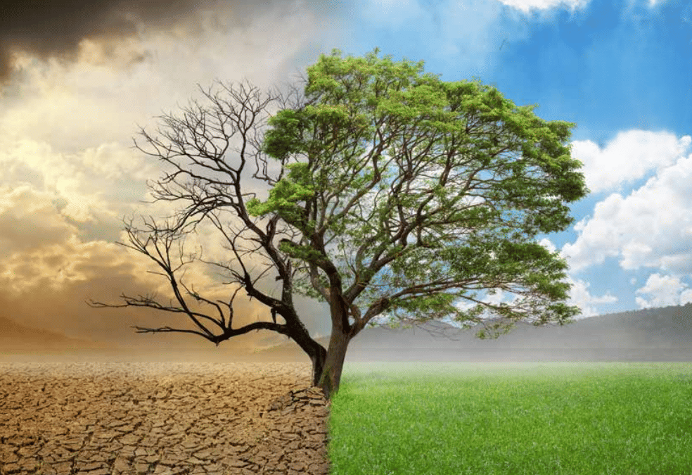 Saudi Arabia and UNEP Launch Campaigns to Combat Desertification and ...