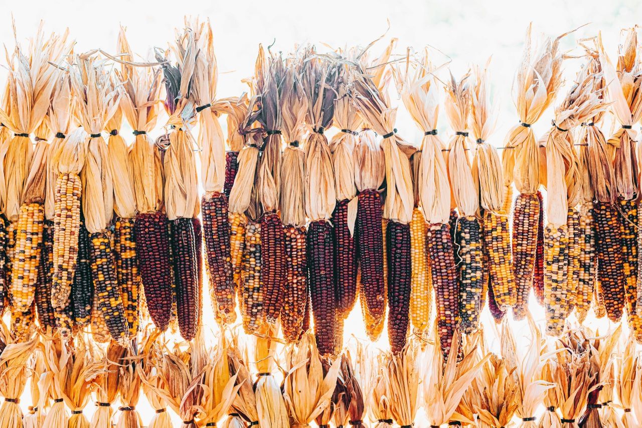 Red Corn: A Taste of Tradition and Nutrition from the Americas