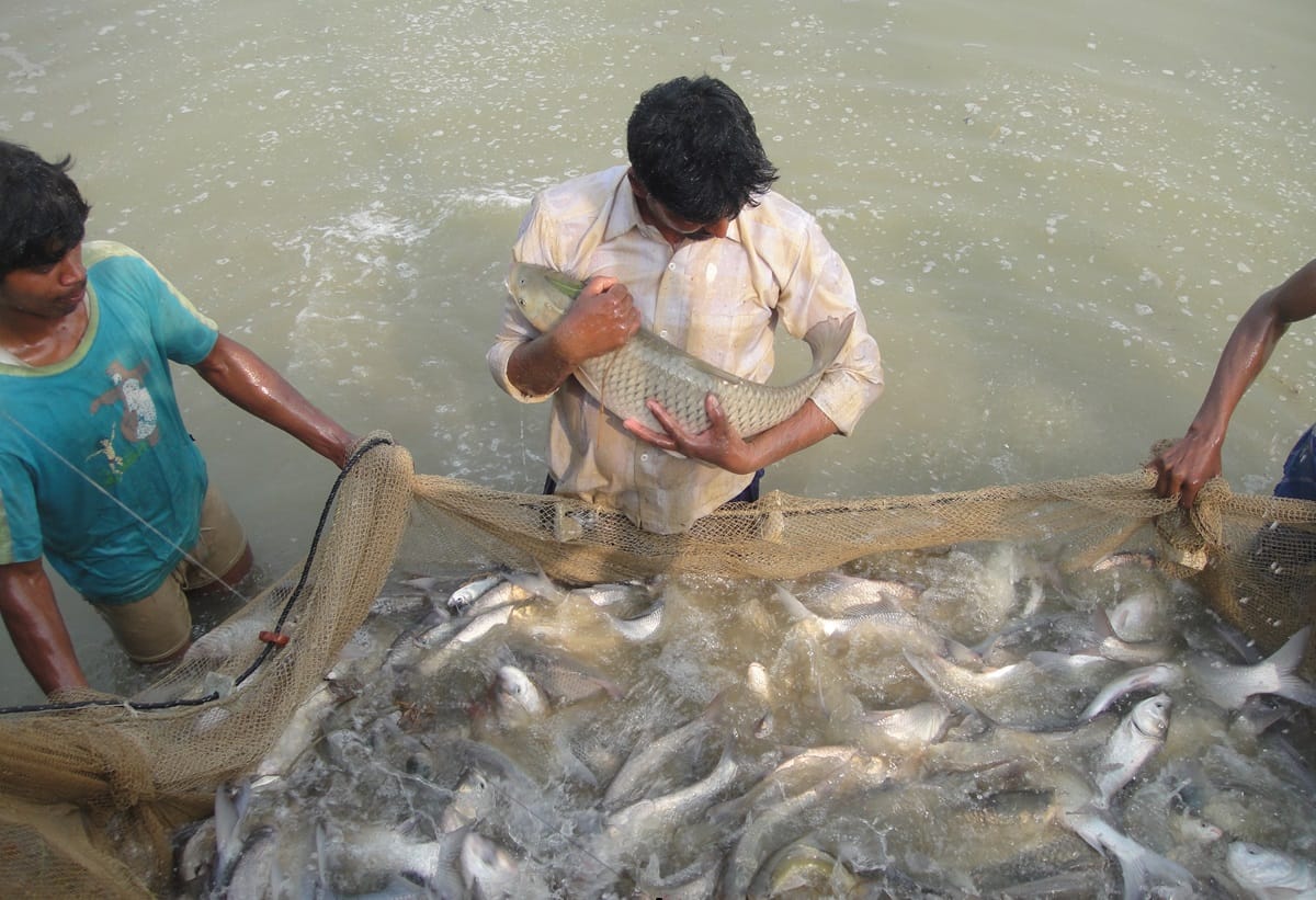 Summer Tips for Boosting Fish Farming Productivity Shared by Dr. Meera ...