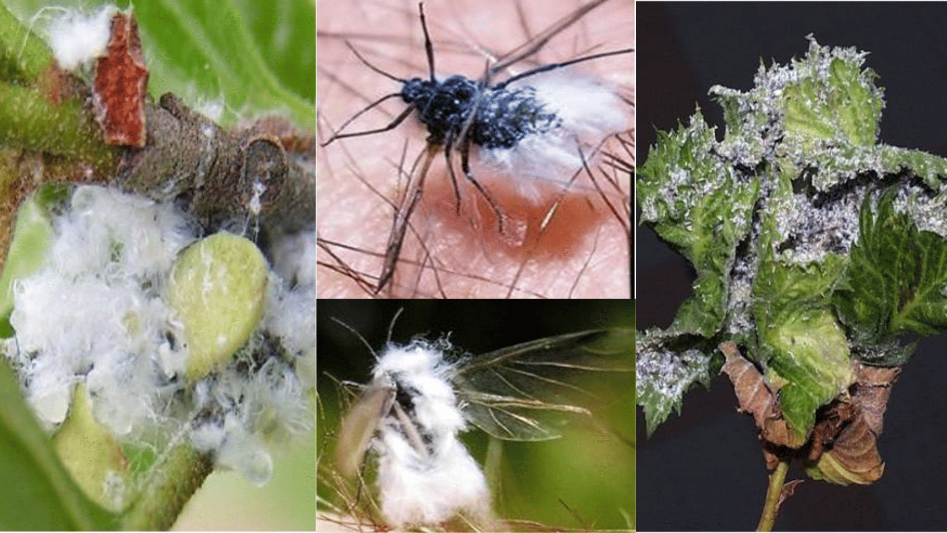 Controlling Woolly Apple Aphid Infestation in Spiti Valley: A ...
