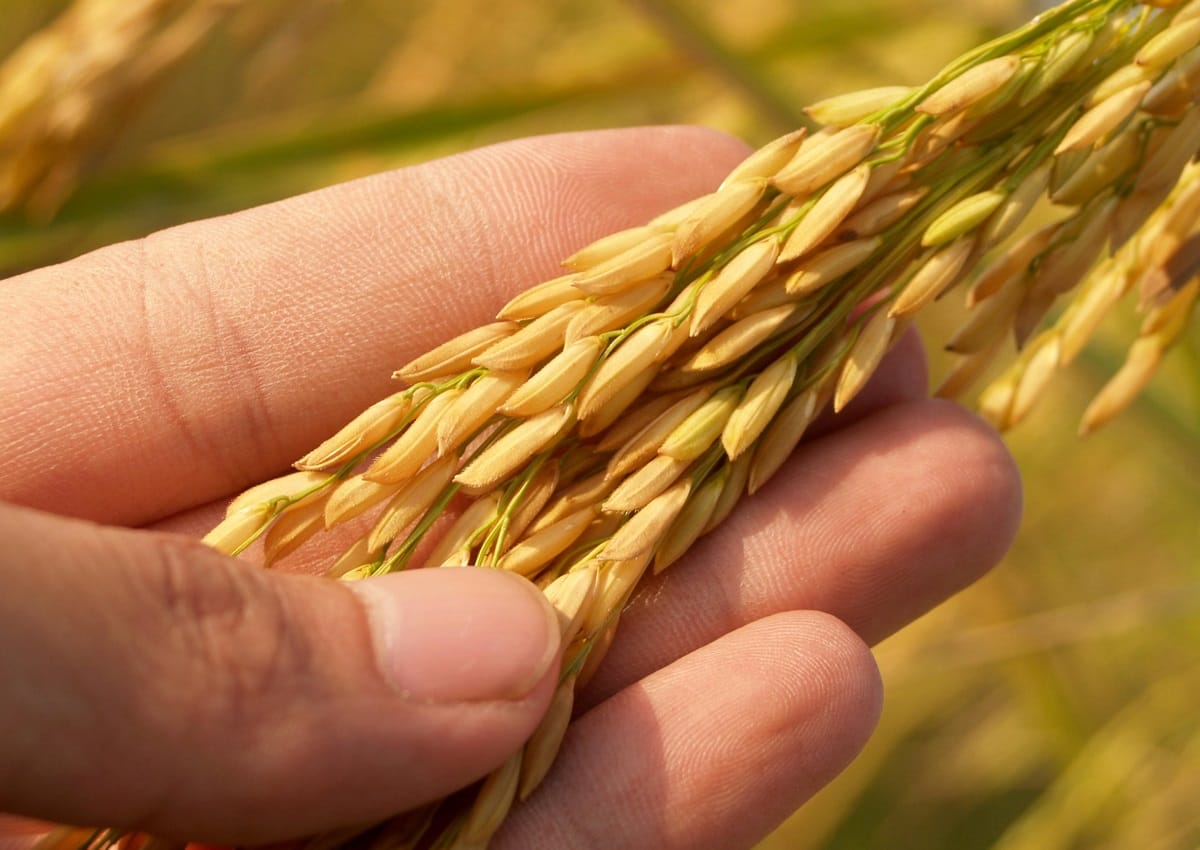 IRRI and GNI Join Forces to Enhance Rice Farming in the Philippines