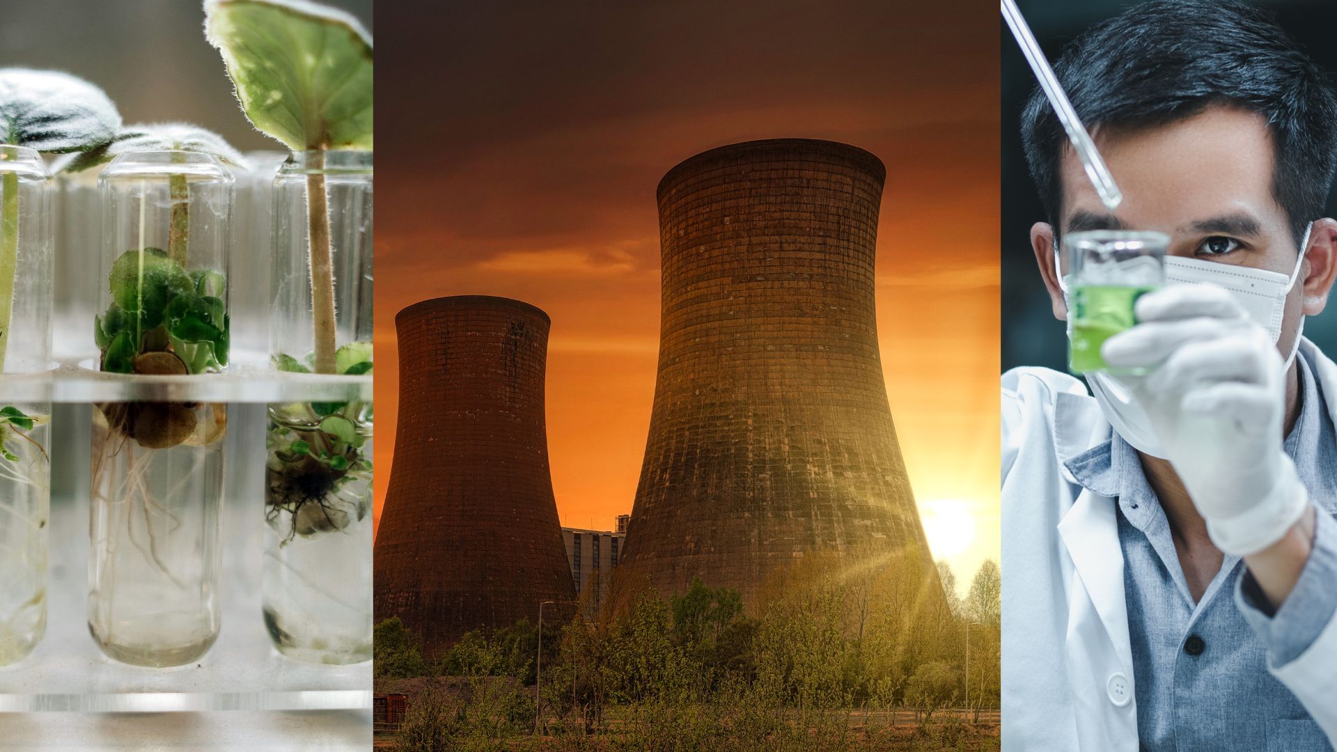 Nuclear Technology’s Role in Improving Agriculture and Food Security