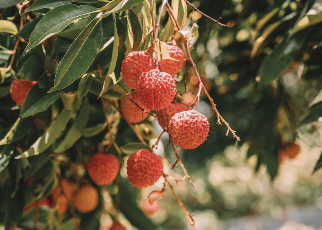 A Complete Guide to Litchi Varieties