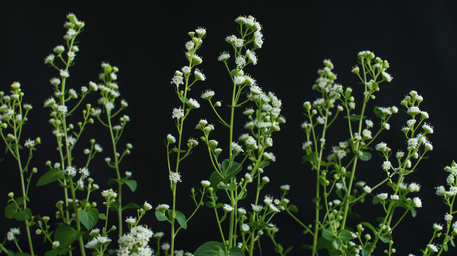 Harmful and Beneficial Aspects of Carrot Grass (Parthenium hysterophorus)