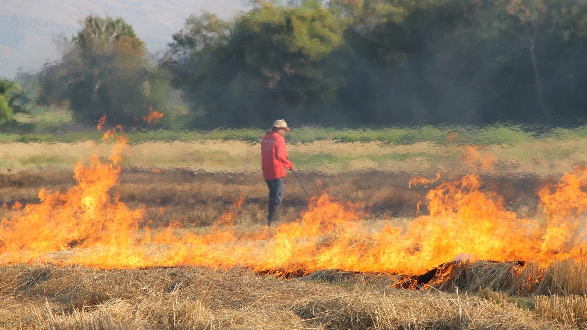 PAU Partners with Machinery Manufacturers to Combat Paddy Straw Burning ...