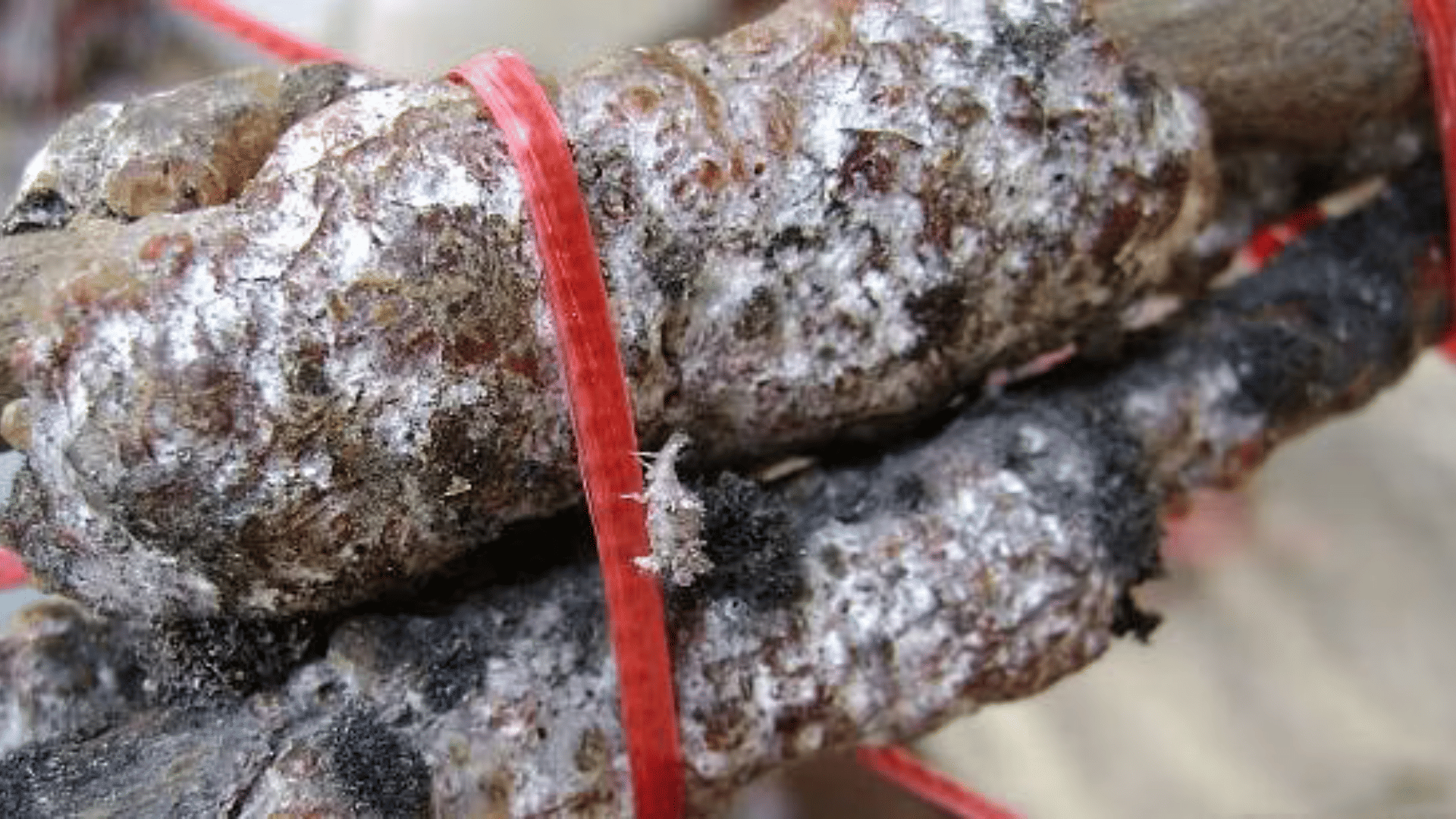 Understanding the Hosts of Lac: A Crucial Element in Lac Cultivation