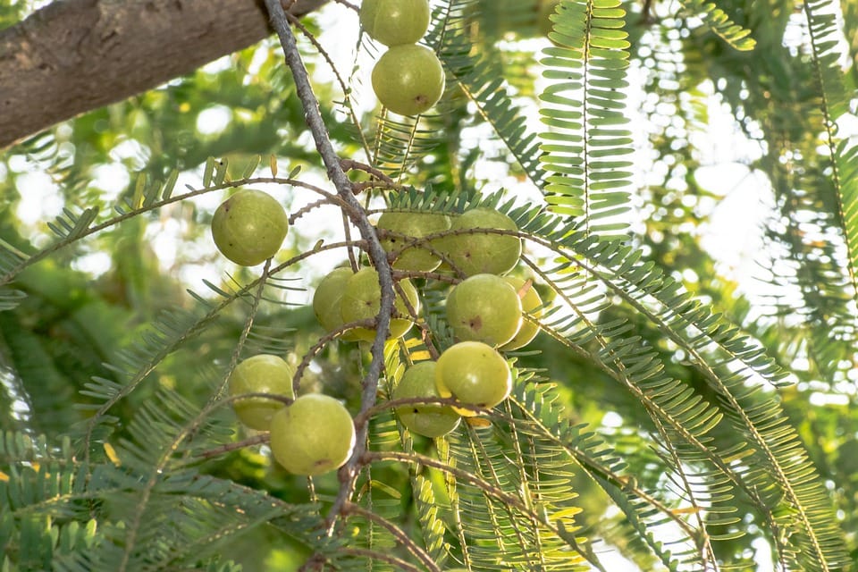 Can Amla Promote Hair Growth? Benefits of Amla for Long Lustrous Hair