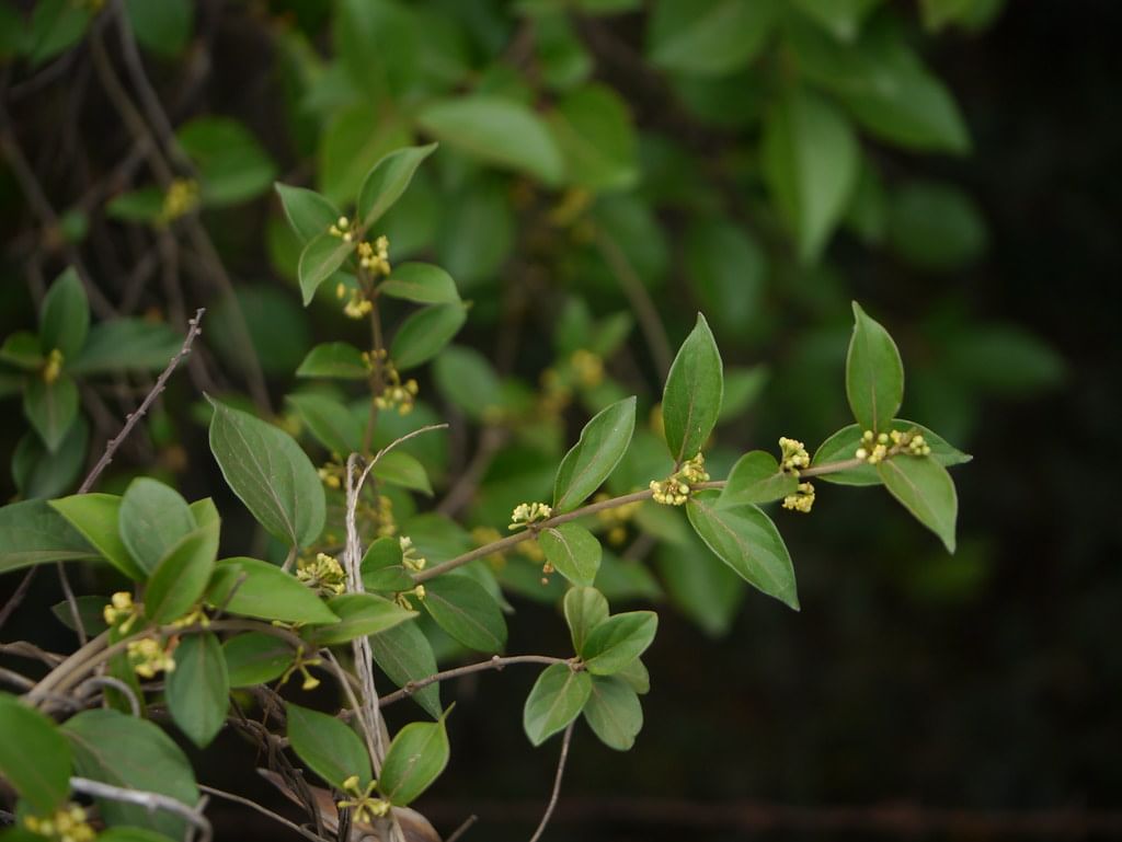 Gudmar: A Powerful Herbal Solution for Diabetes and Obesity