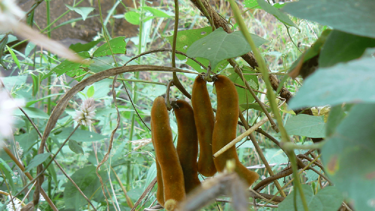 Velvet Bean Cultivation Guide: A Herbal Remedy for Hypertension