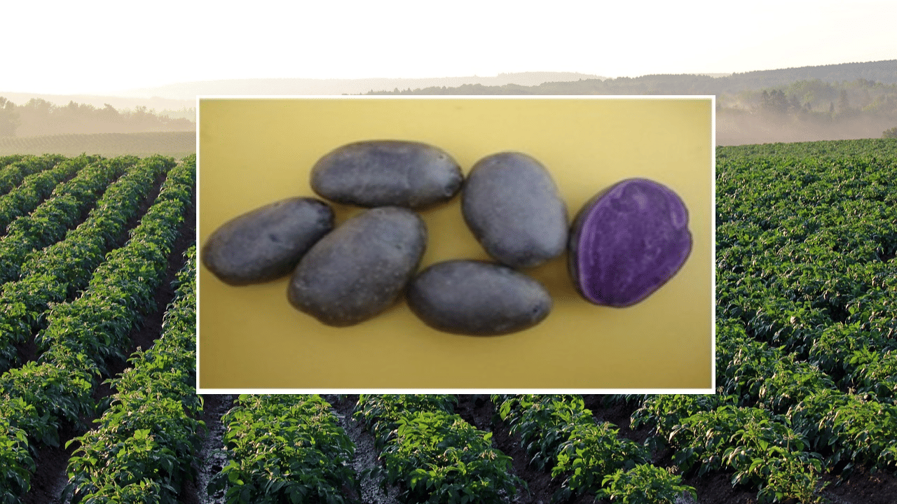 Kufri Jamunia: First Ever Purple-Fleshed Potato Variety