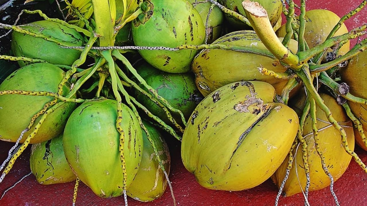 Coconut Business Ideas: Most Profitable Coconut Business Ideas in Low ...