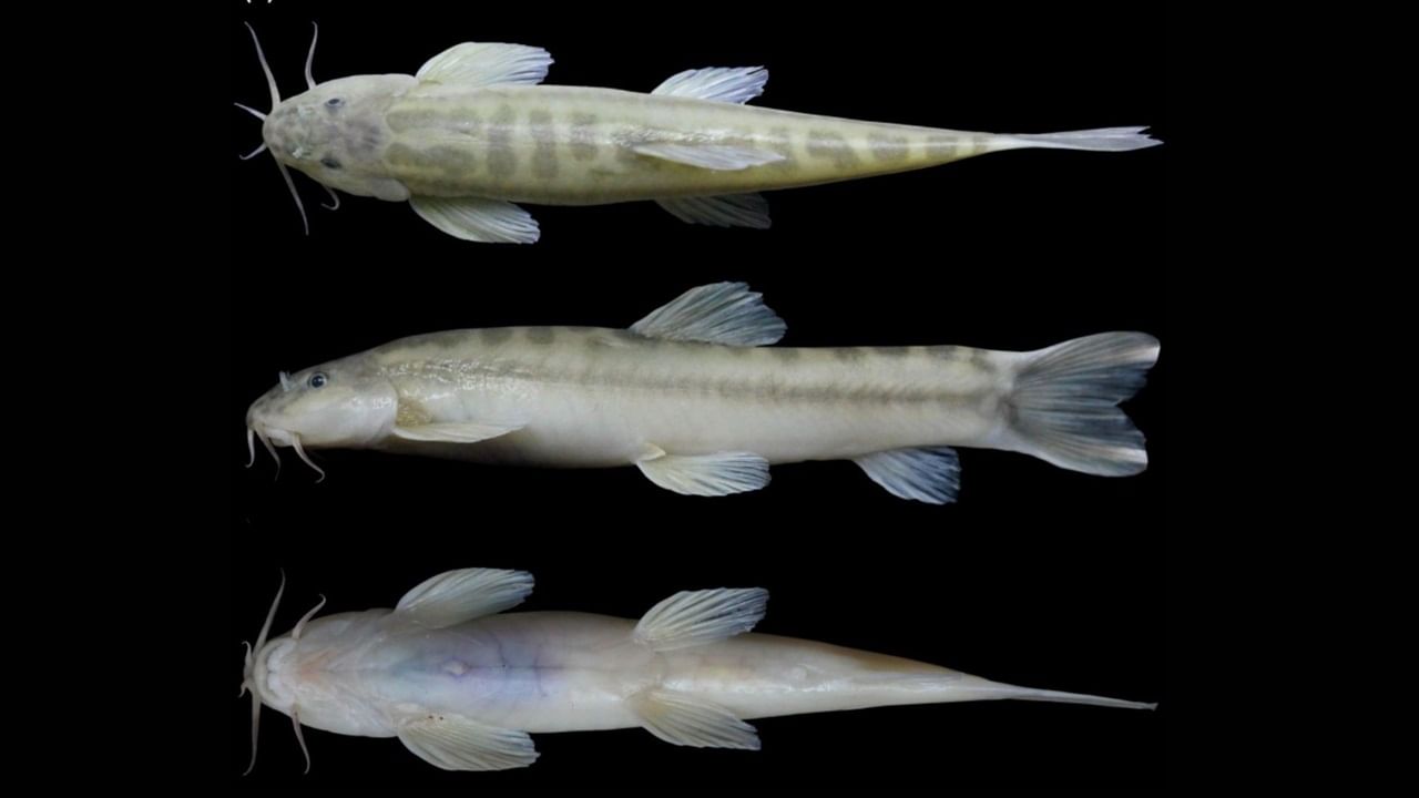 New Cave-Dwelling Fish Species Discovered in Meghalaya by ICAR-NBFGR