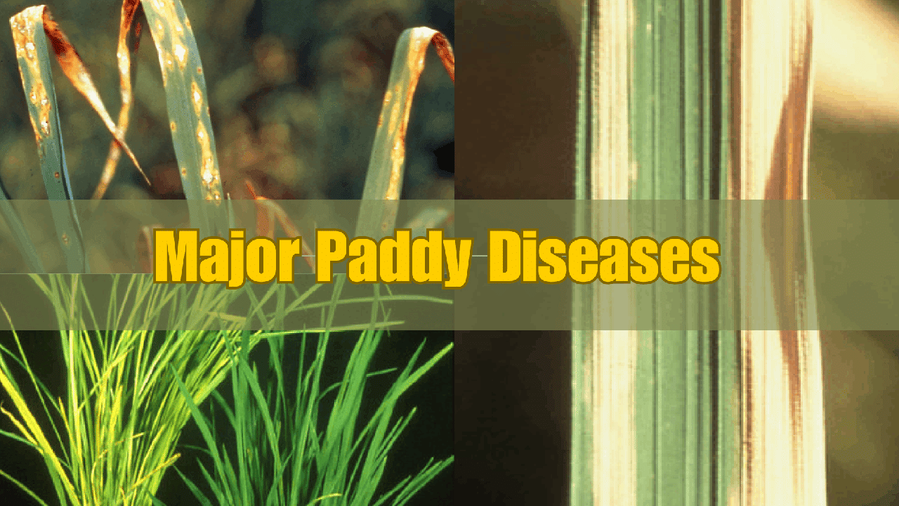 Major Diseases Affecting Paddy Crops: Symptoms and Prevention