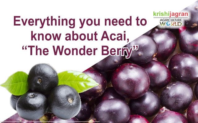 Everything you need to know about Açai, “The Wonder Berry”