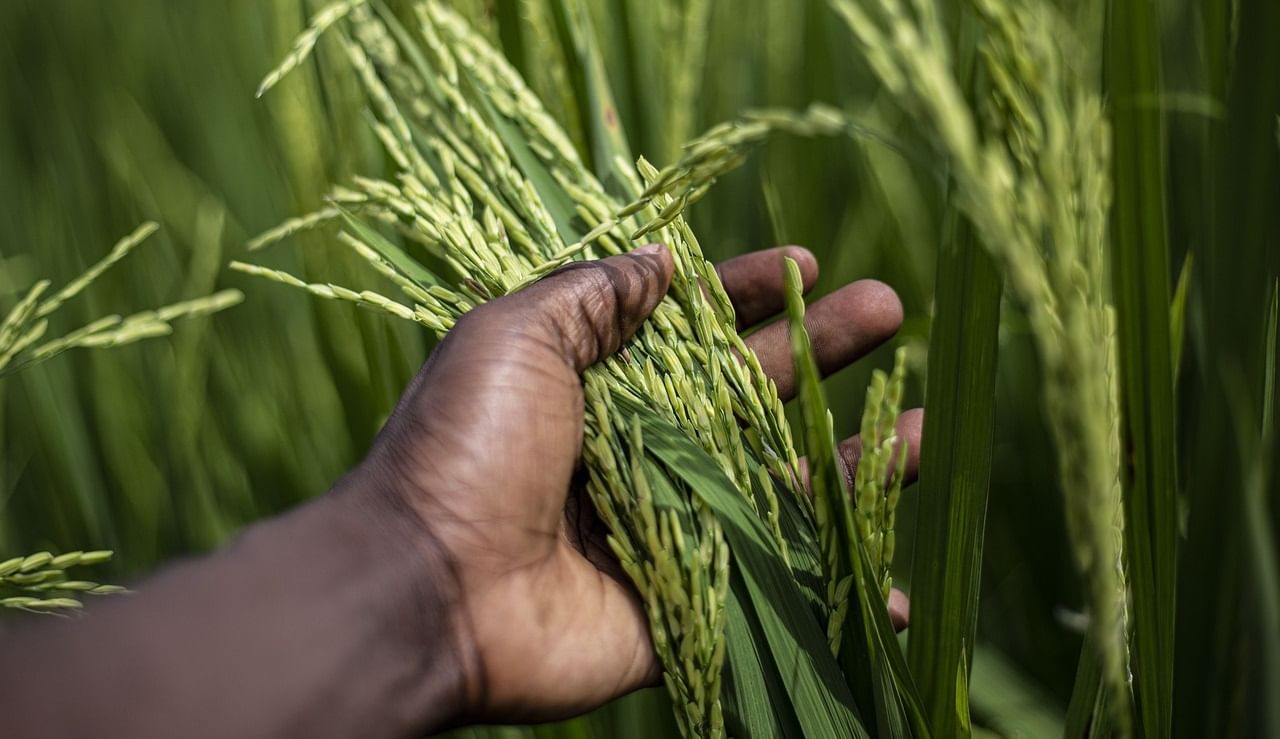 Grow These 9 New Rice Varieties to Your Boost Farm Income!