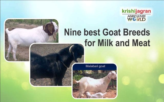 Malabari Goats In Kerala